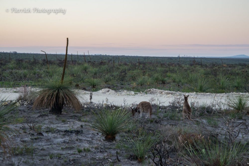 Cape Arid : entre dunes blanches et plages paradisiaques