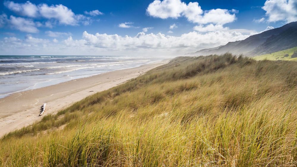 Waipoua Forest : les kauris géants de la Kauri coast | Hokianga Harbour